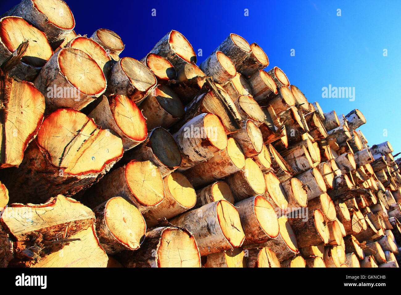 Accumulation of wood on the forest farm of Greater Khingan Range, China ...