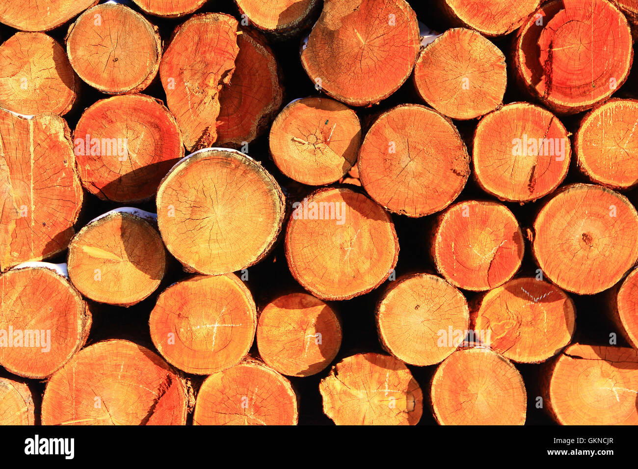 Accumulation of wood on the forest farm of Greater Khingan Range, China ...