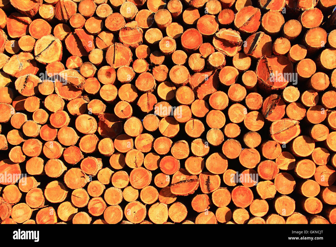 Accumulation of wood on the forest farm of Greater Khingan Range, China ...