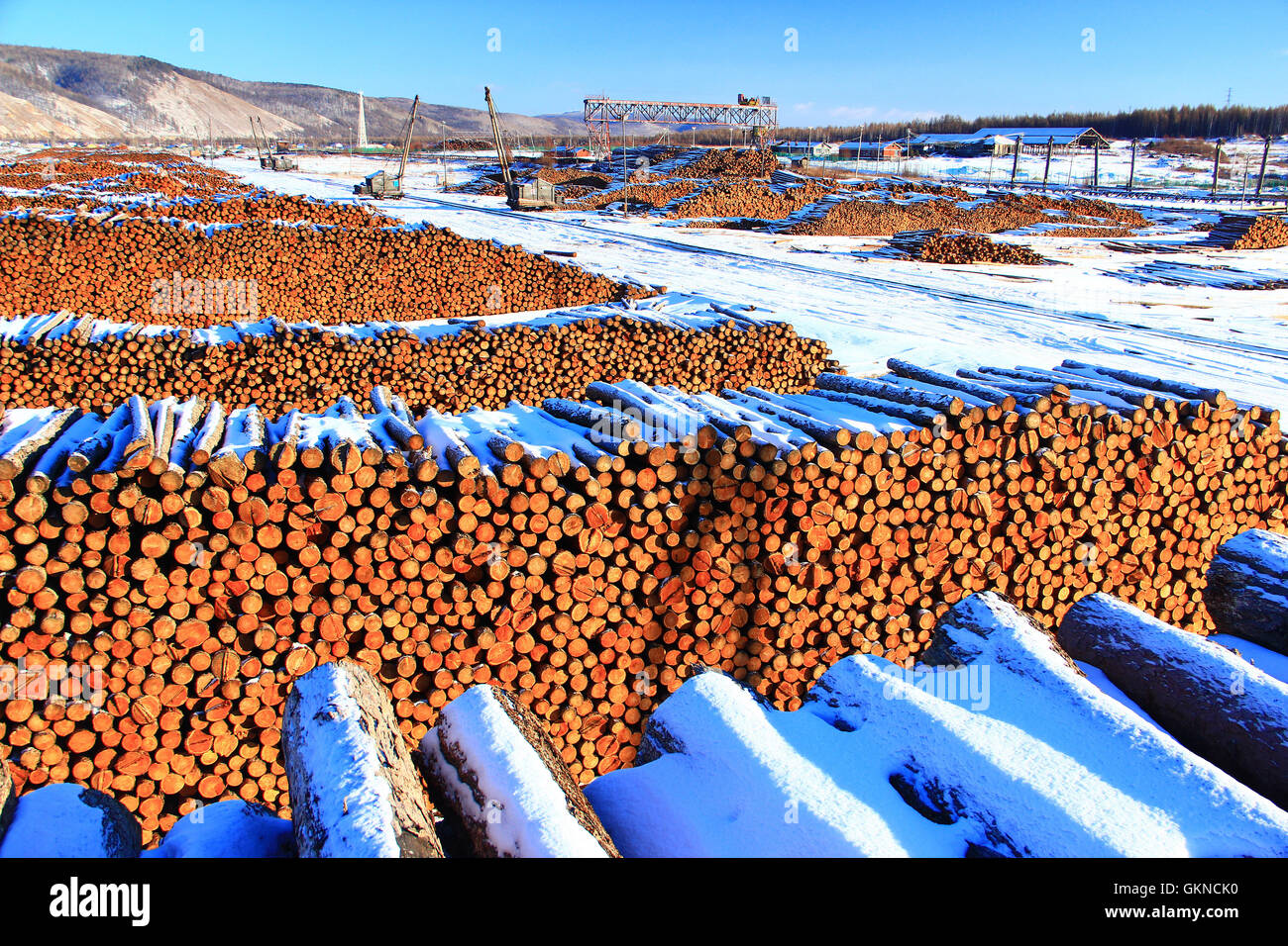 Accumulation of wood on the forest farm of Greater Khingan Range, China ...