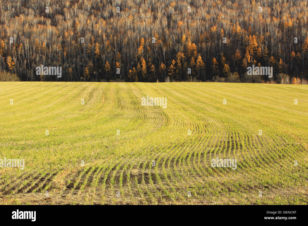 Greater khingan mountain hi-res stock photography and images - Alamy