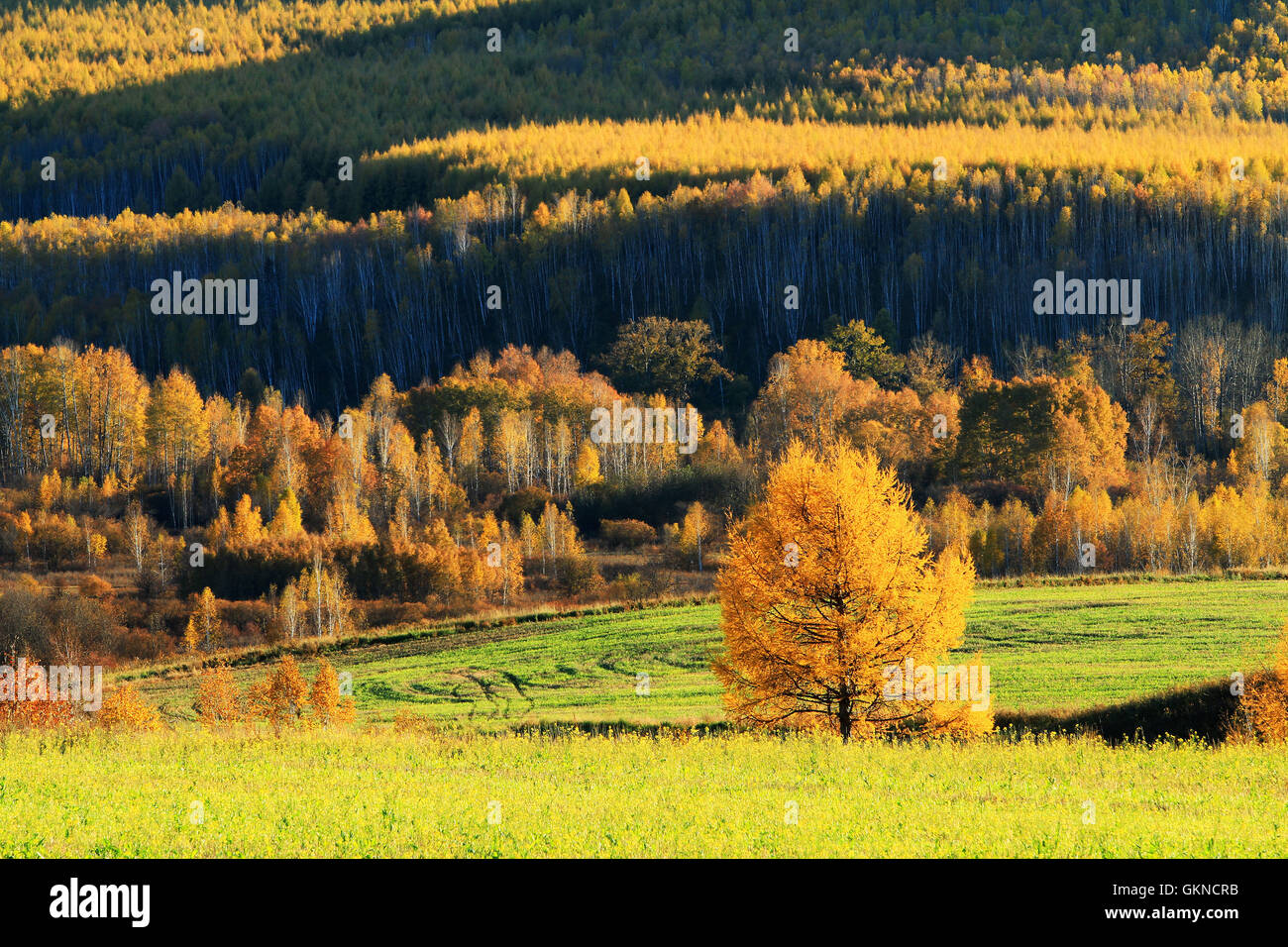 Greater khingan mountain range hi-res stock photography and images - Alamy