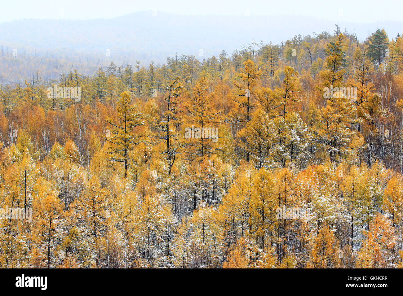 Greater Khingan Range autumn,Heilongjiang Province,China Stock Photo ...