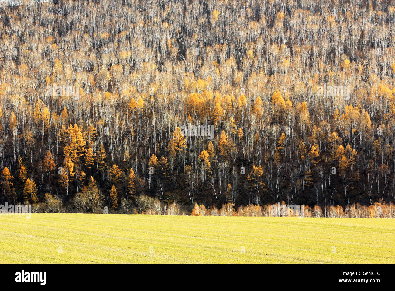 Greater khingan hi-res stock photography and images - Alamy