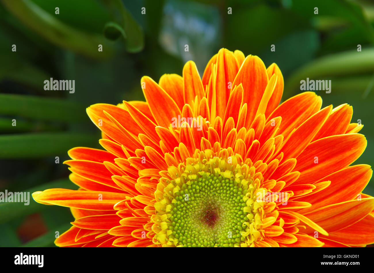 Barberton daisy hi-res stock photography and images - Alamy
