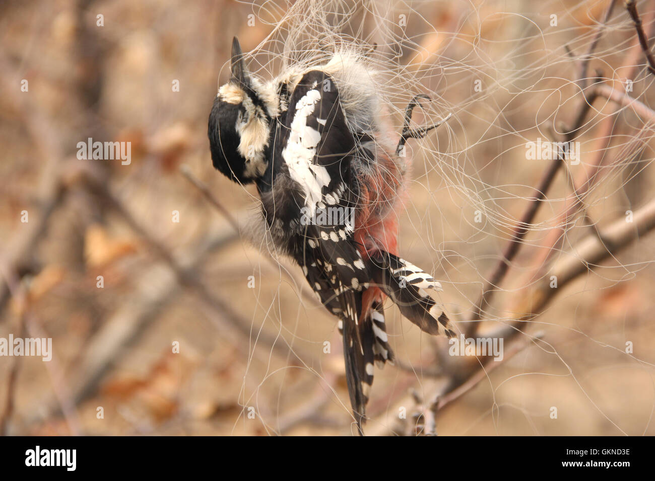 The dead bird Stock Photo - Alamy