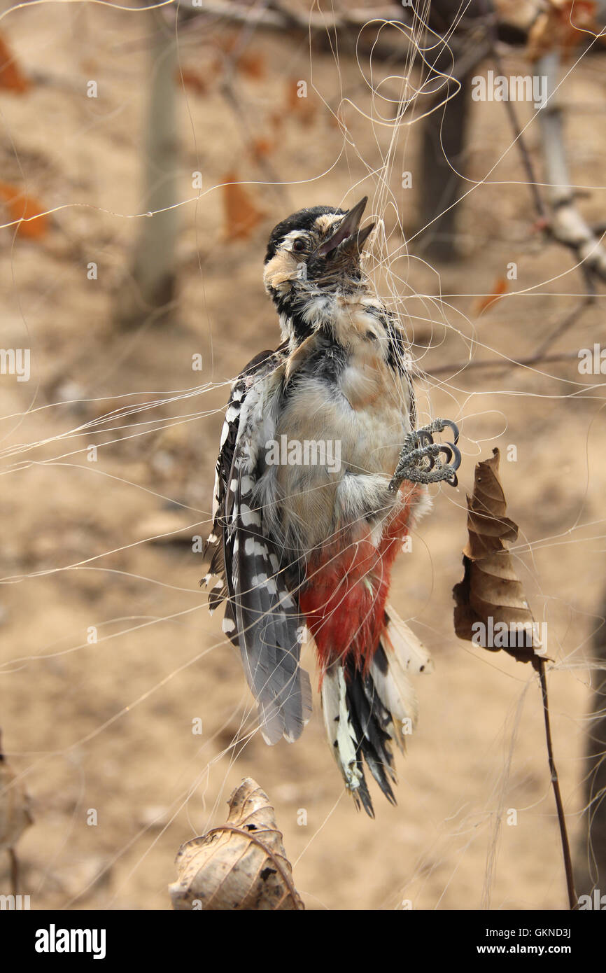 The dead bird Stock Photo - Alamy