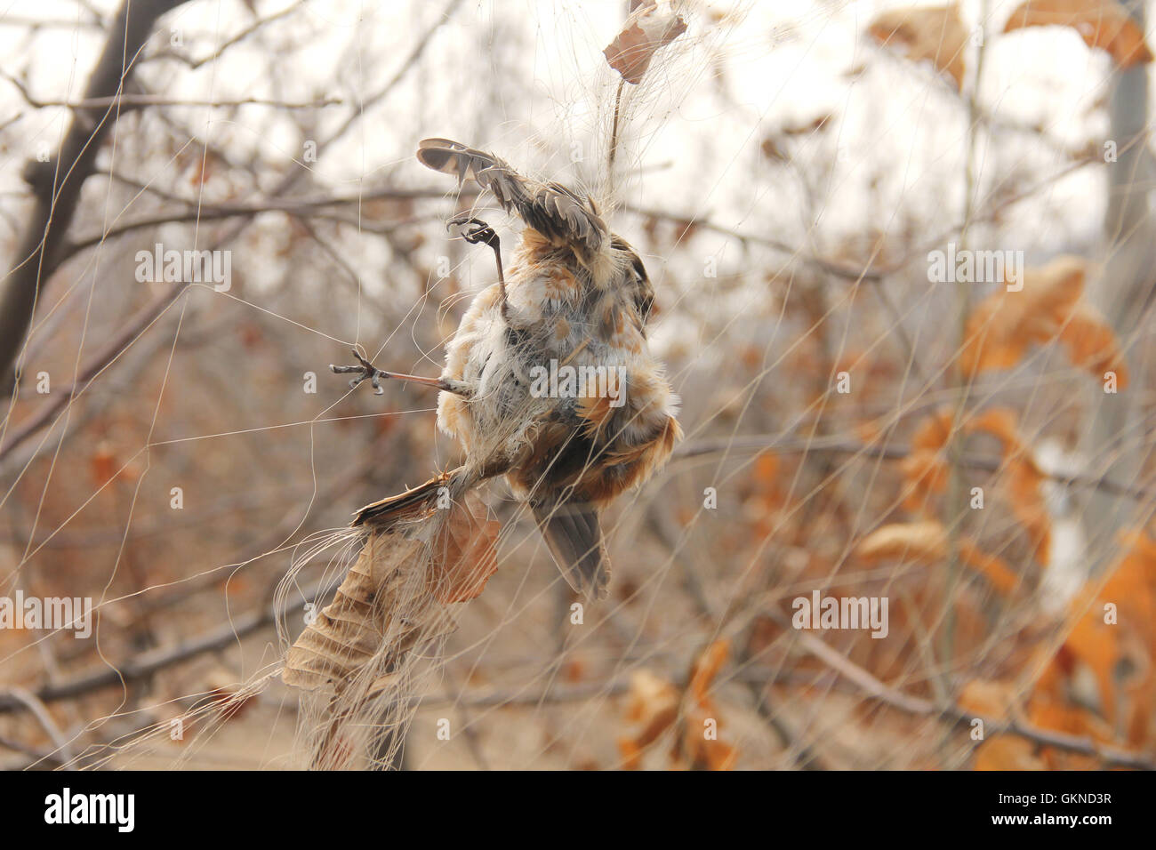 The dead bird Stock Photo - Alamy