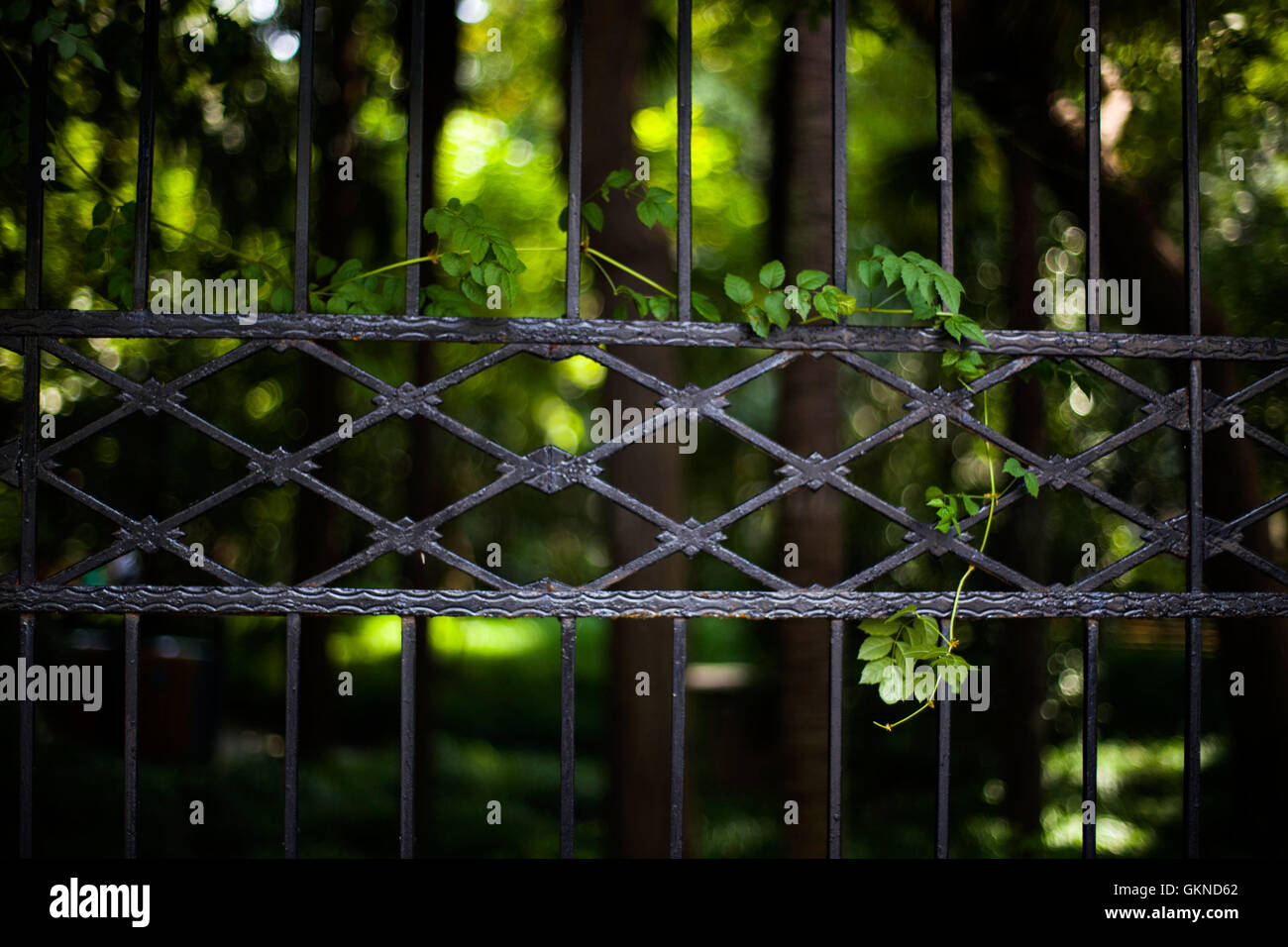 Ivy wrapped in the iron gate Stock Photo - Alamy