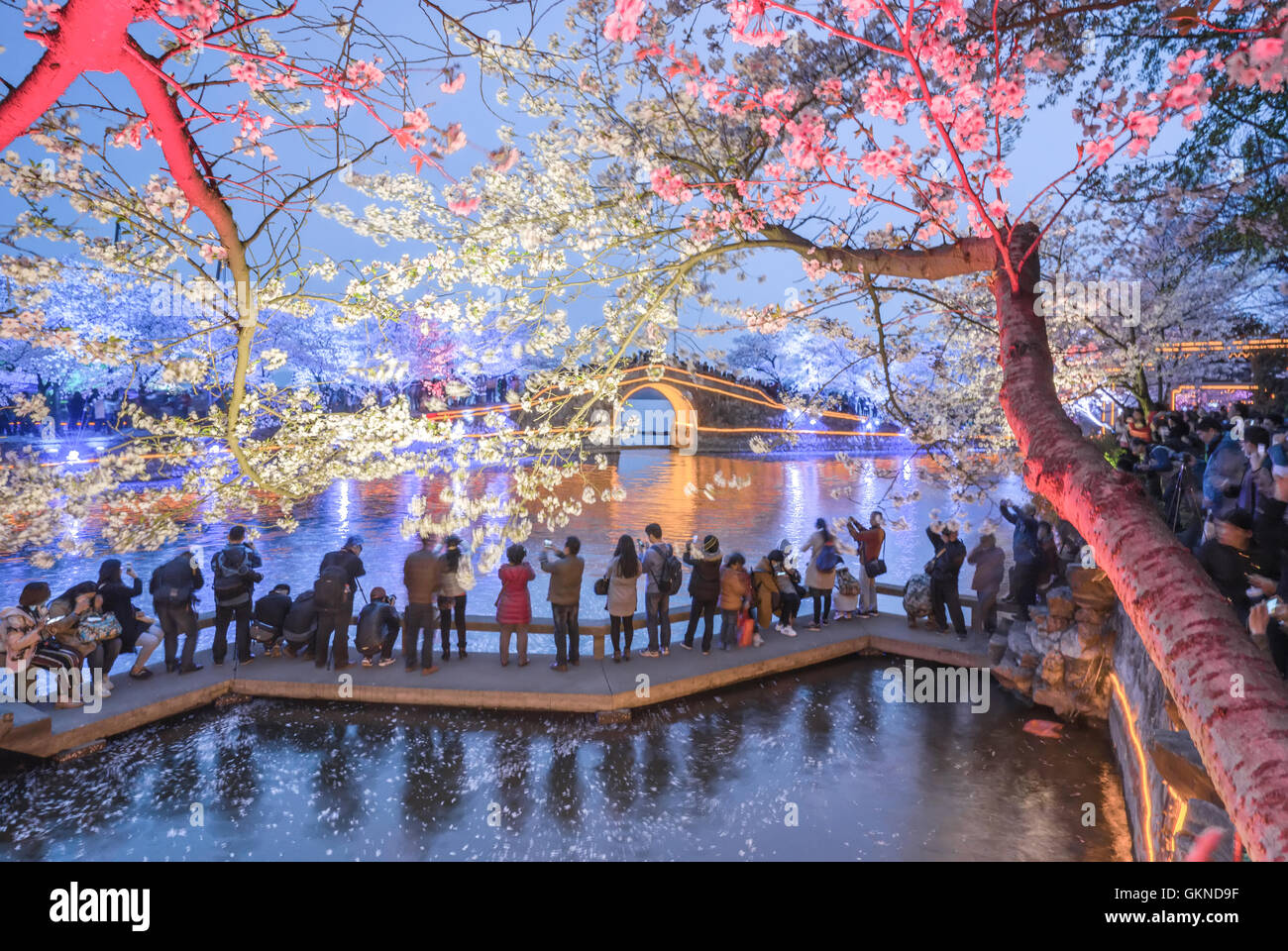 Turtle Head Islet to enjoy the night view of cherry blossoms,Wuxi ...