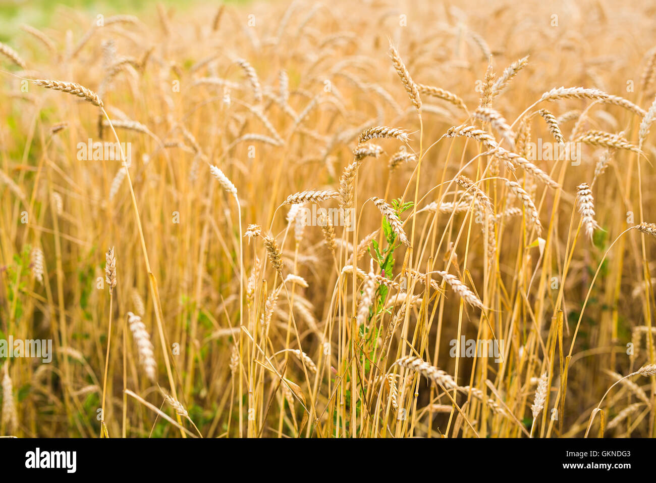 Field of Rye Stock Photo - Alamy