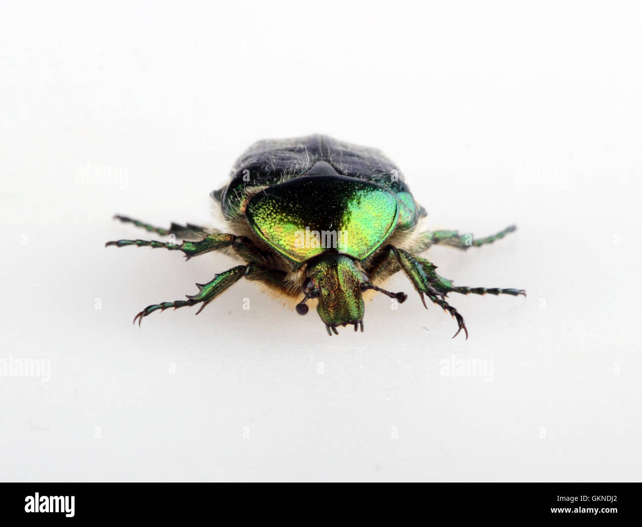 Green beetle. Rose chafer cetonia aurata isolated on white background ...