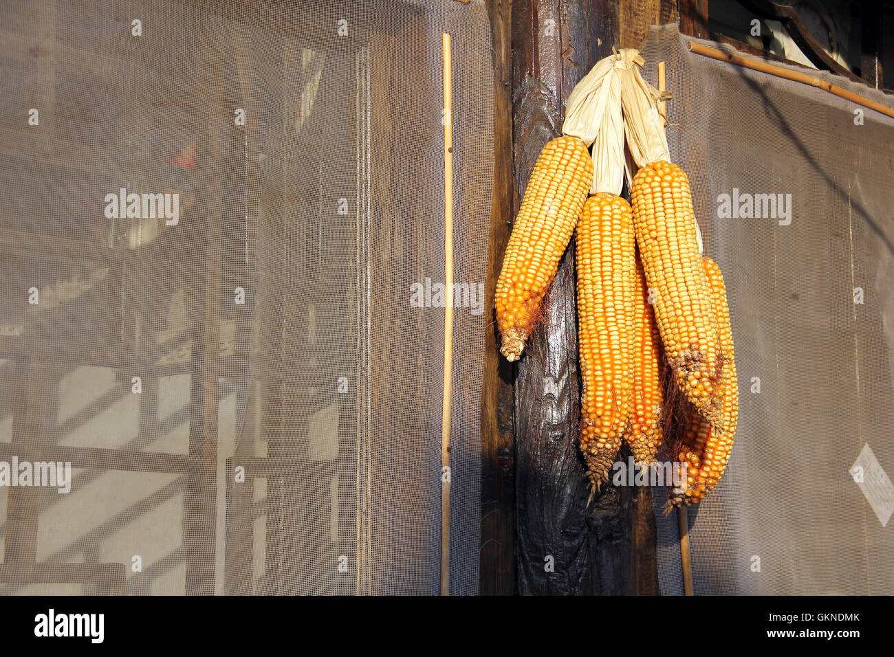 Hanging indian corn hi-res stock photography and images - Alamy