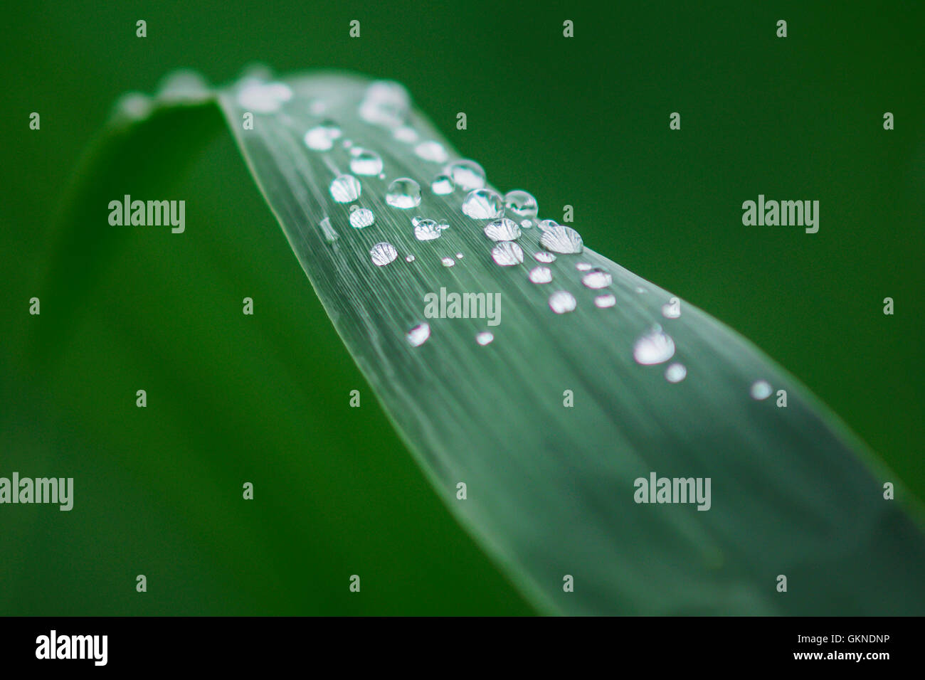 green leave with drops of water Stock Photo - Alamy