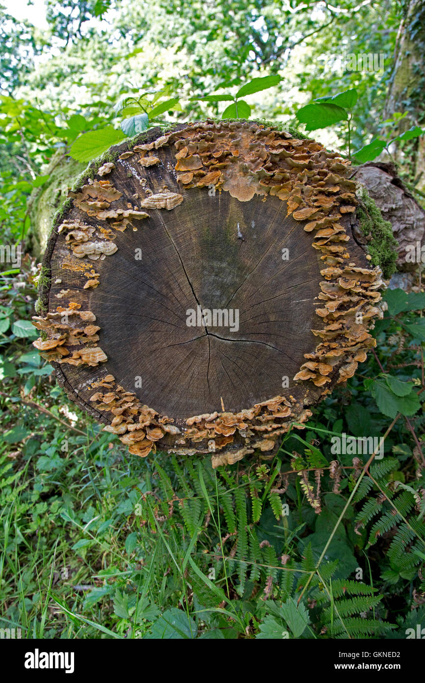 Decomposing log hi-res stock photography and images - Alamy