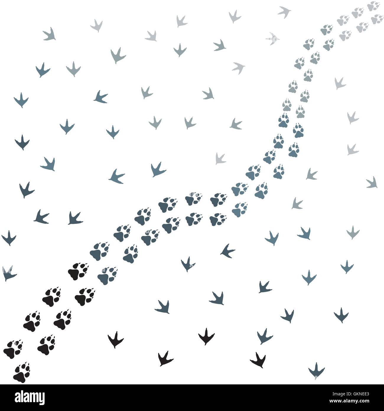 Nice picture of traces of birds and animals on a white background Stock ...