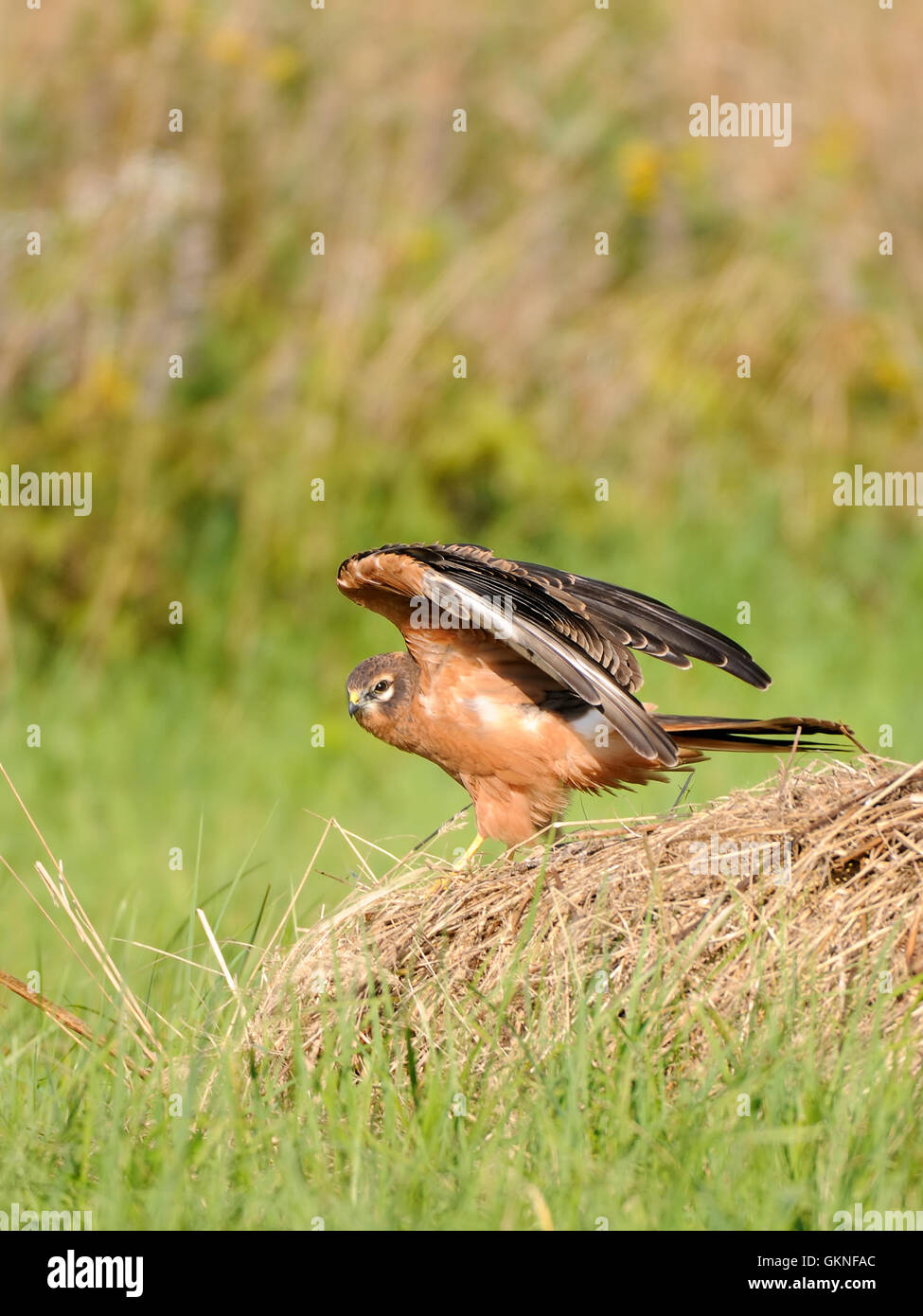 Juvenile Montagus harrier (Circus pygargus) flapping wings at the ...