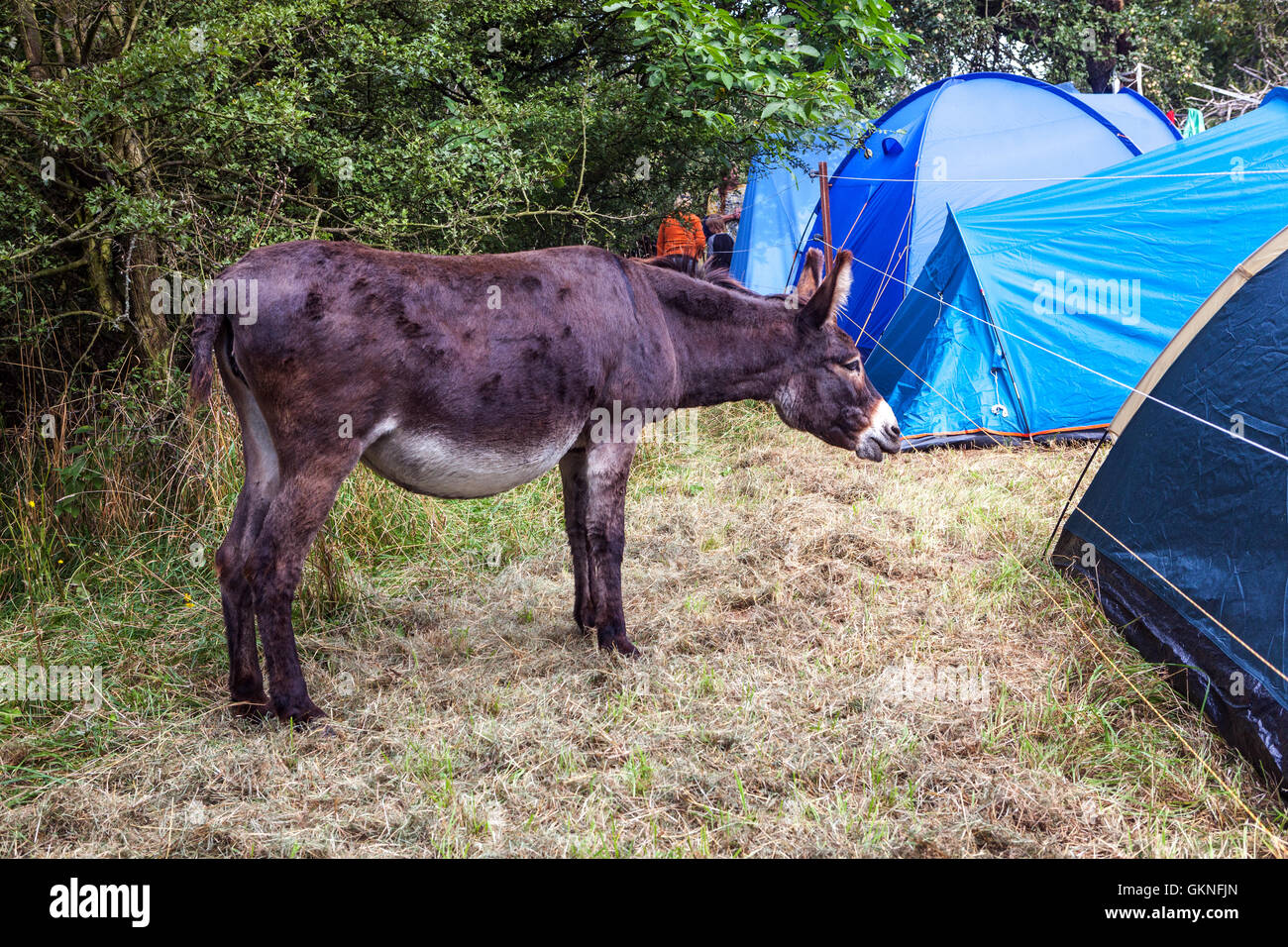 Curious donkey visit the camping of hikers, hiking tents in a camp ...