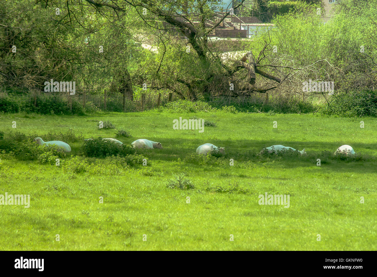 Family Of Lambs High Resolution Stock Photography and Images - Alamy
