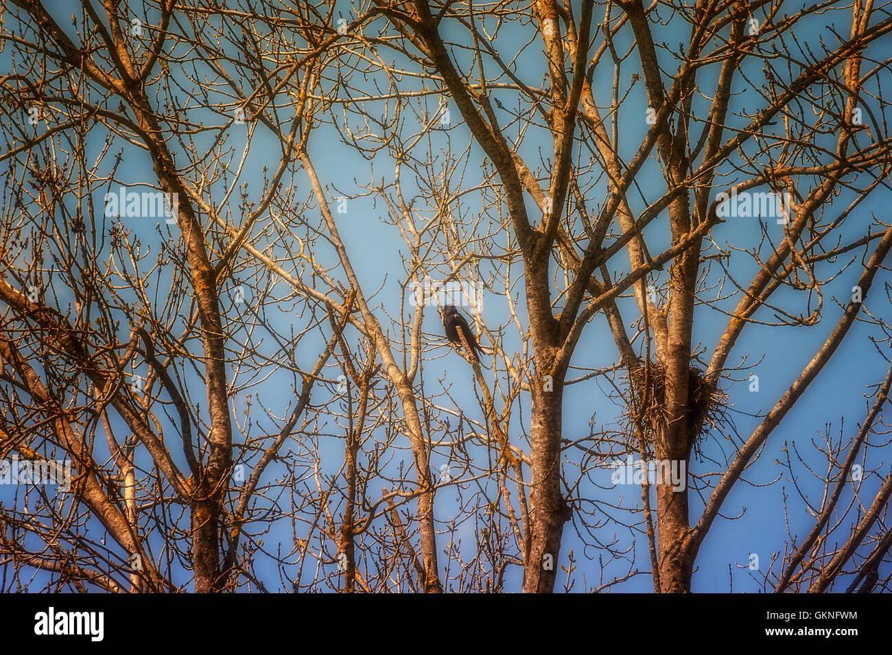 Raven on tree hi-res stock photography and images - Alamy