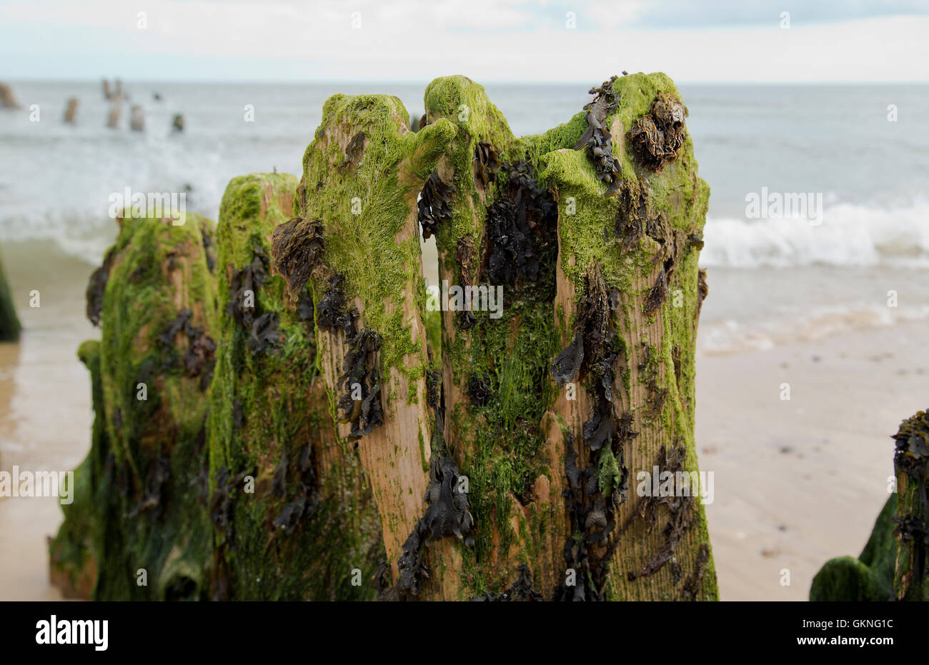 decaying sea breakers covered in seaweed in Walberswick Suffolk England ...