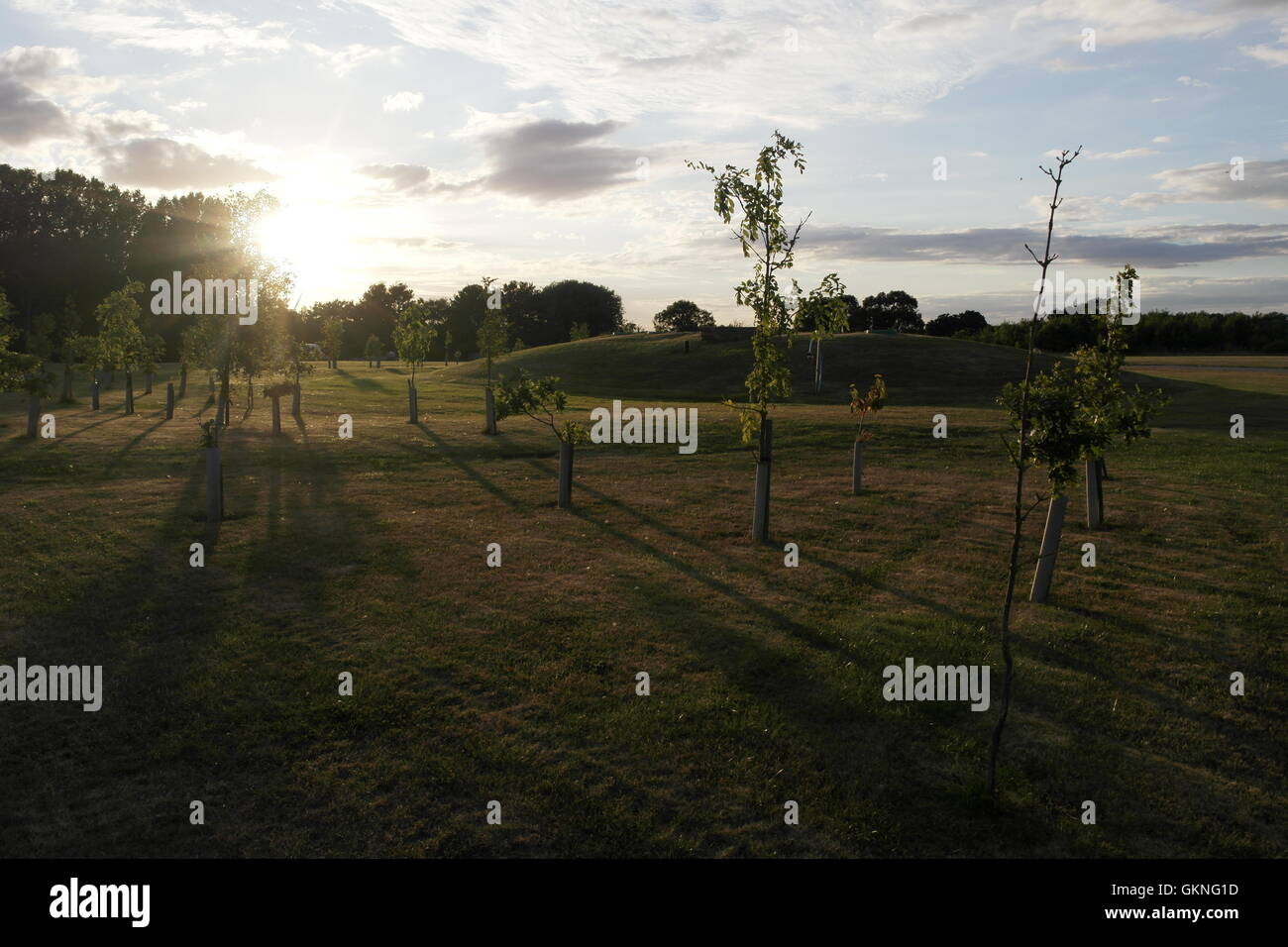 Trees with long shadows hi-res stock photography and images - Alamy
