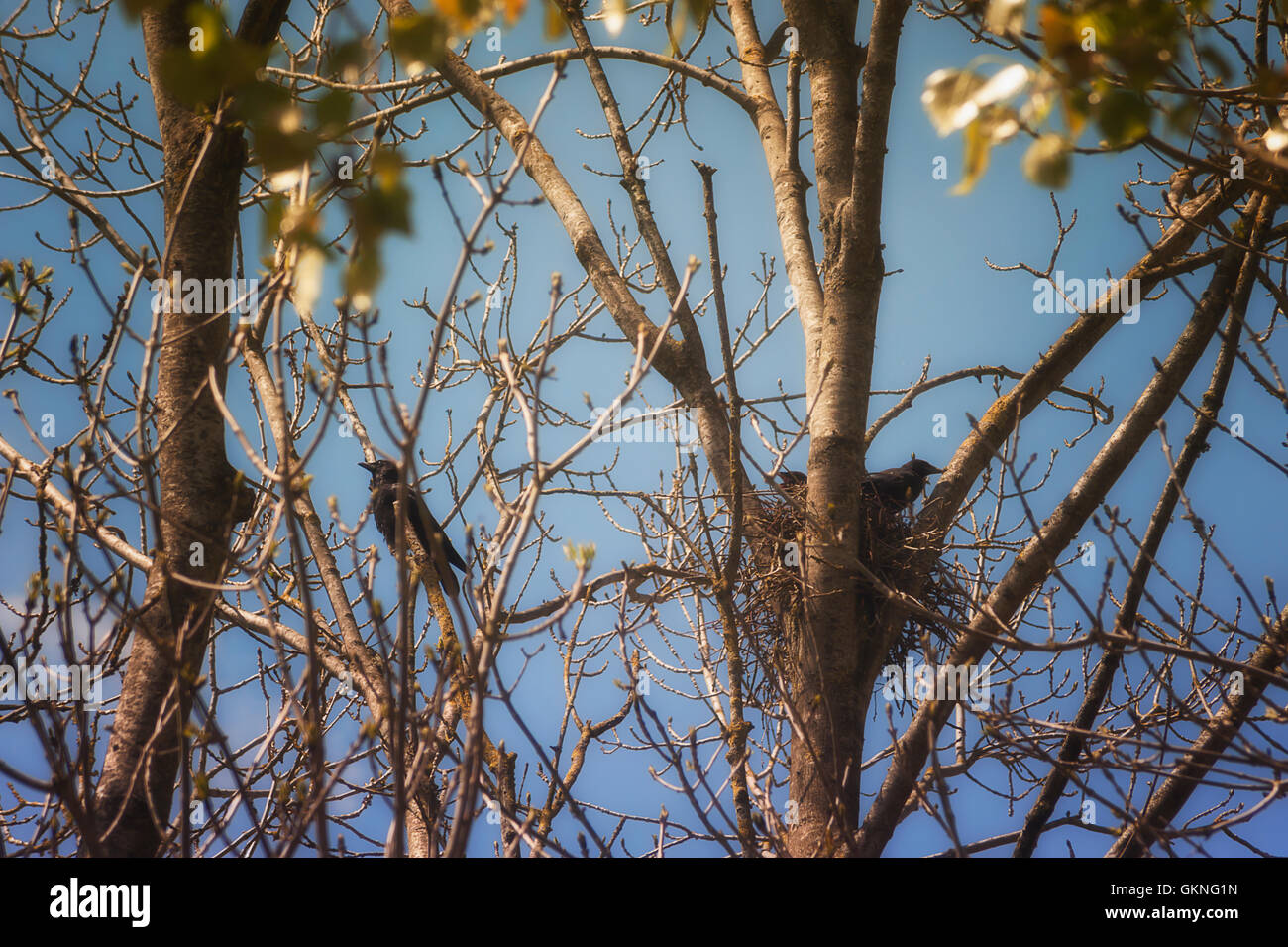 Raven On Tree High Resolution Stock Photography and Images - Alamy