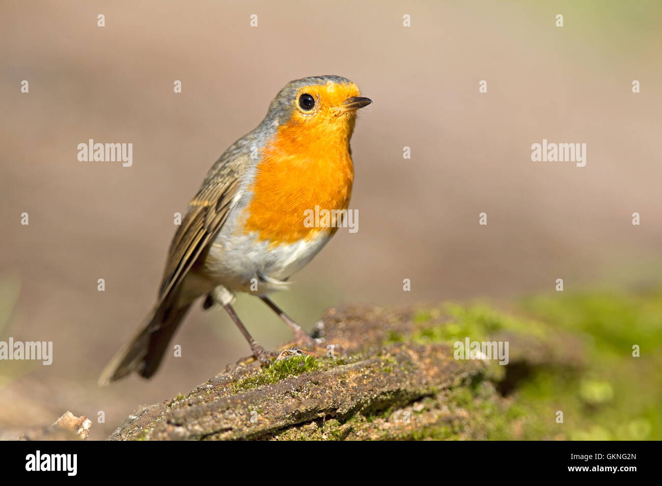Robin fauna hi-res stock photography and images - Alamy