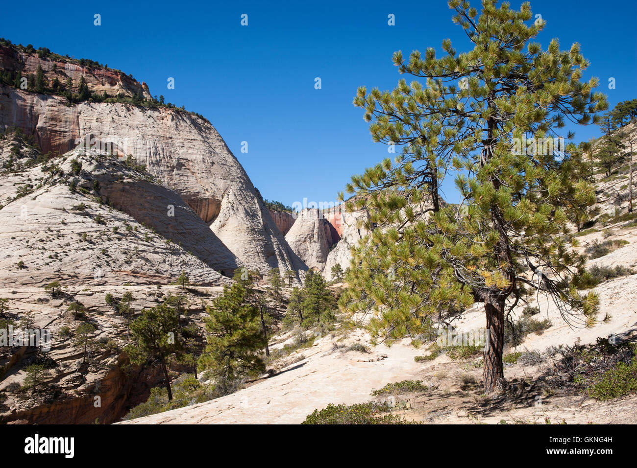 High Level view in the Zion National Park Utah USA Stock Photo - Alamy