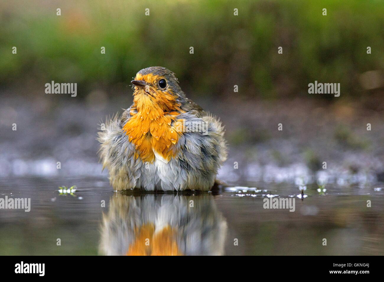 Robin in a bath hi-res stock photography and images - Alamy