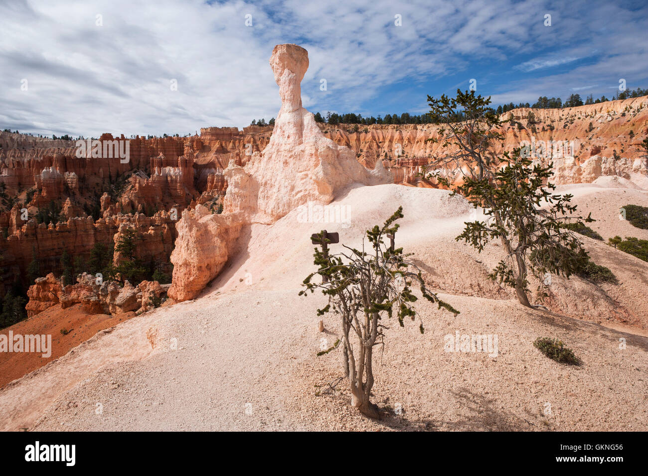 October sunshine in Bryce Canyon National park Utah USA Stock Photo - Alamy