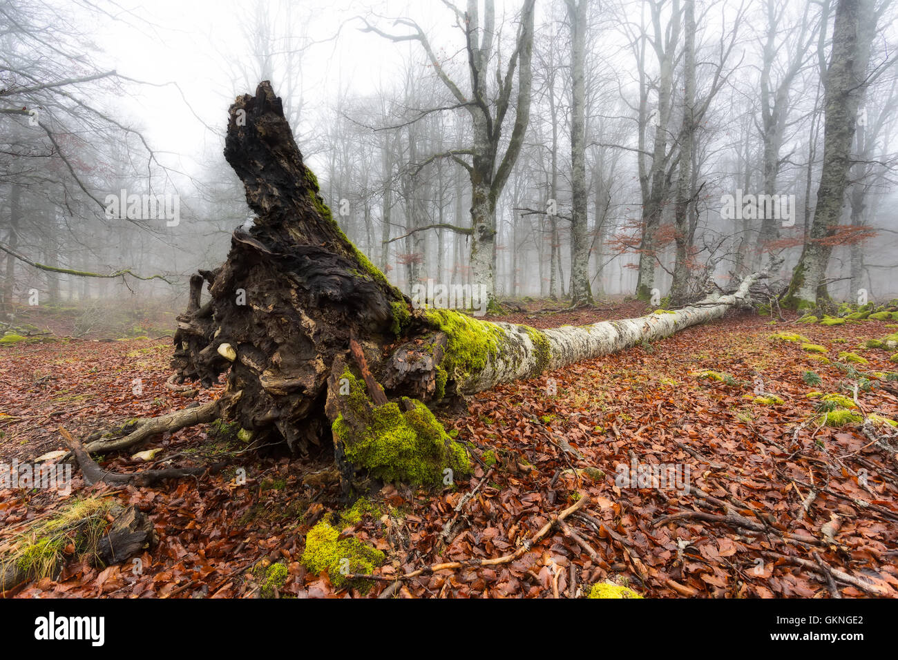 Beech forest spain autumn hi-res stock photography and images - Alamy