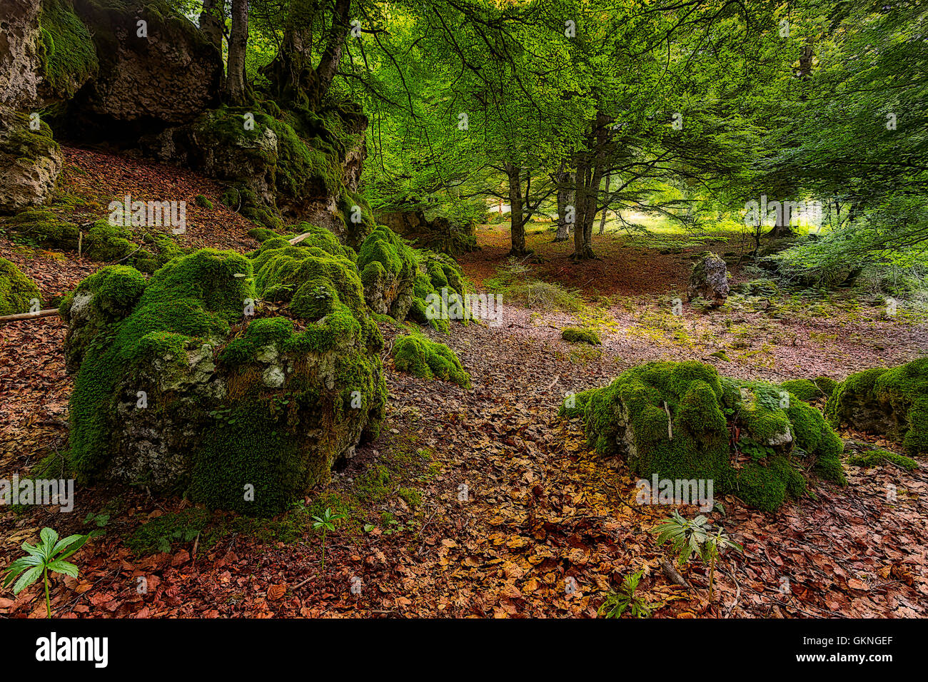 Centenary beech tree hi-res stock photography and images - Alamy