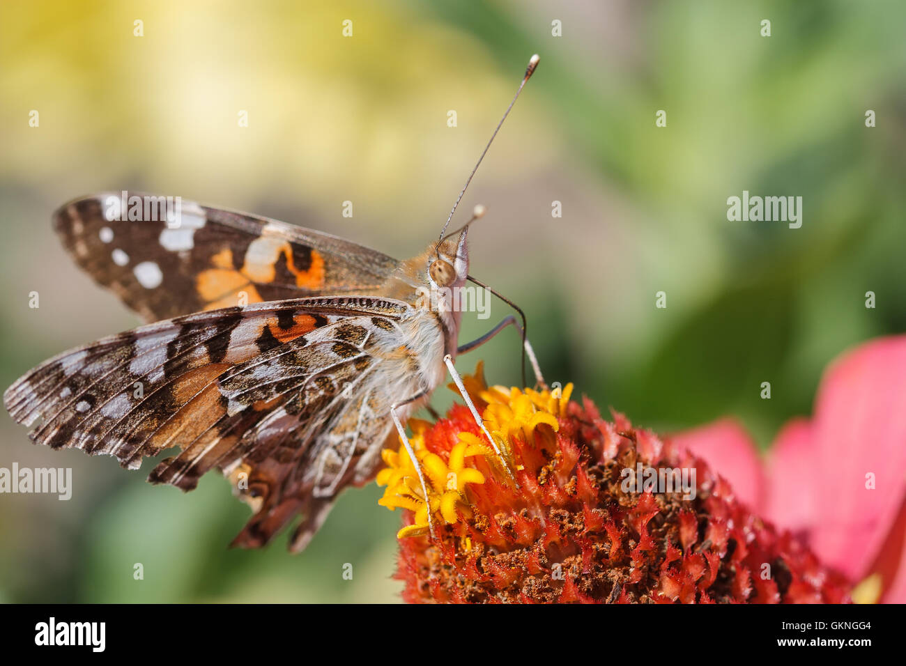 Butterfly Eating Nectar Stock Photos & Butterfly Eating Nectar Stock ...