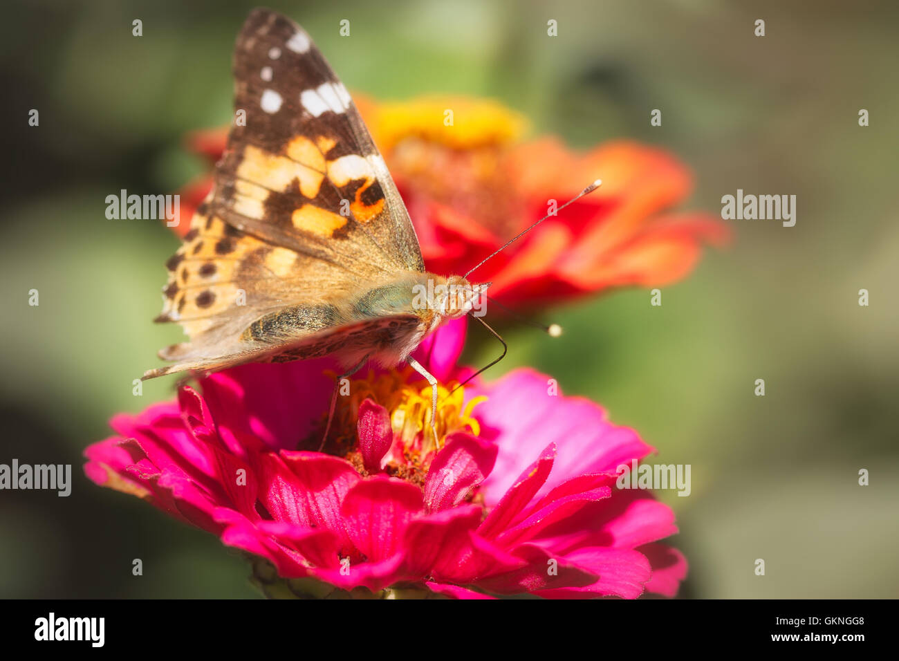 Butterfly eating pollen hi-res stock photography and images - Alamy