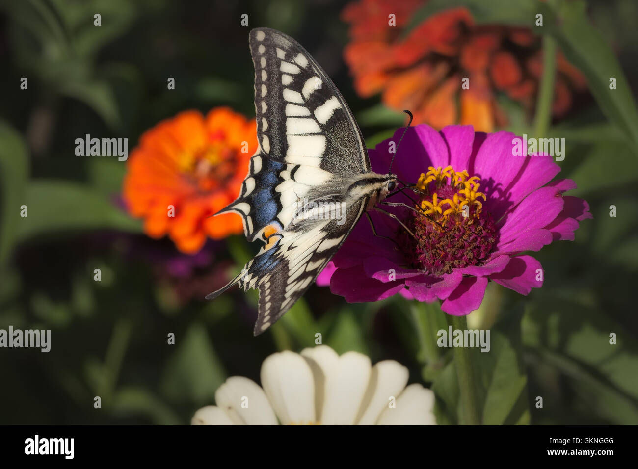 Butterfly eating pollen hi-res stock photography and images - Alamy