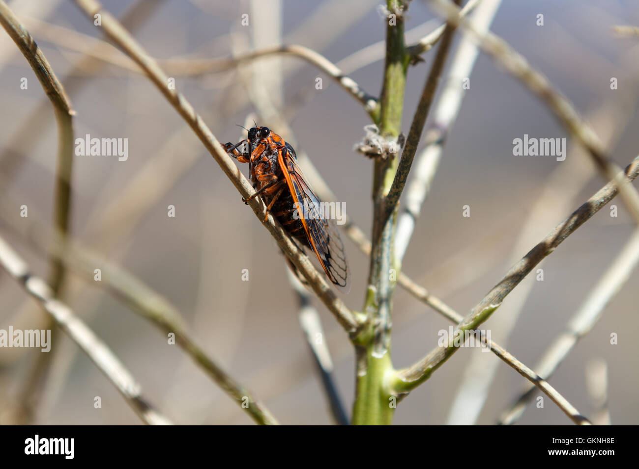 Cicada on the bush in Atlas Mountains, Morocco Stock Photo - Alamy