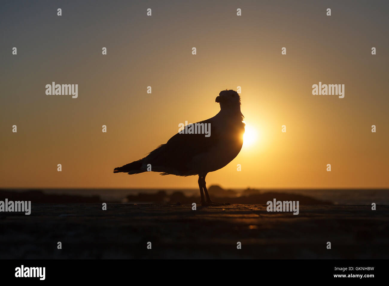 Seagull against sunset Stock Photo - Alamy