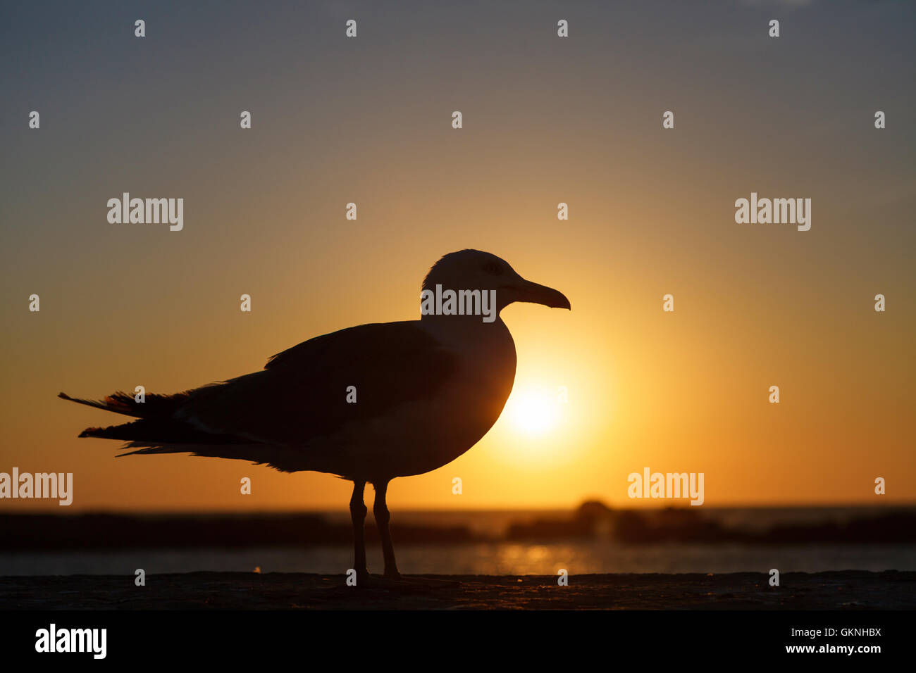 Seagull against sunset Stock Photo - Alamy