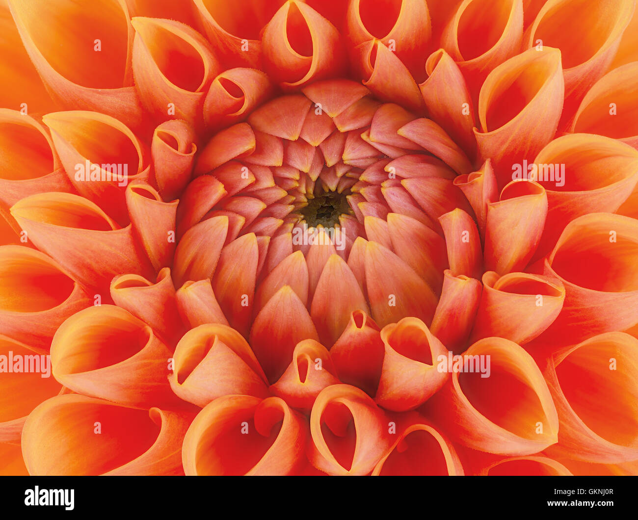 Orange flower petals, close up and macro of chrysanthemum, beautiful ...