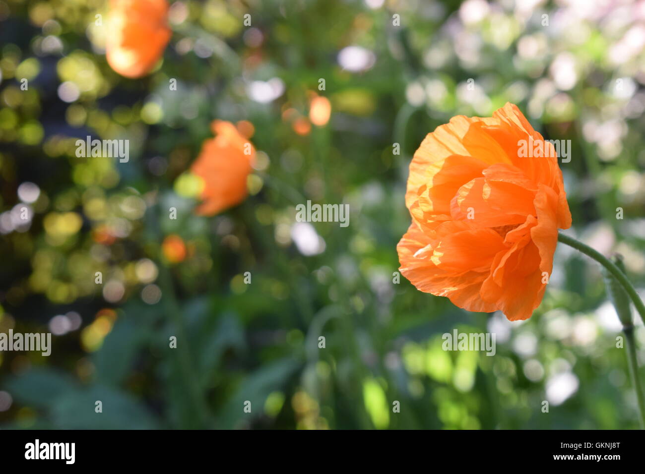 Papaver orientale, Side view of Oriental Poppy Stock Photo - Alamy