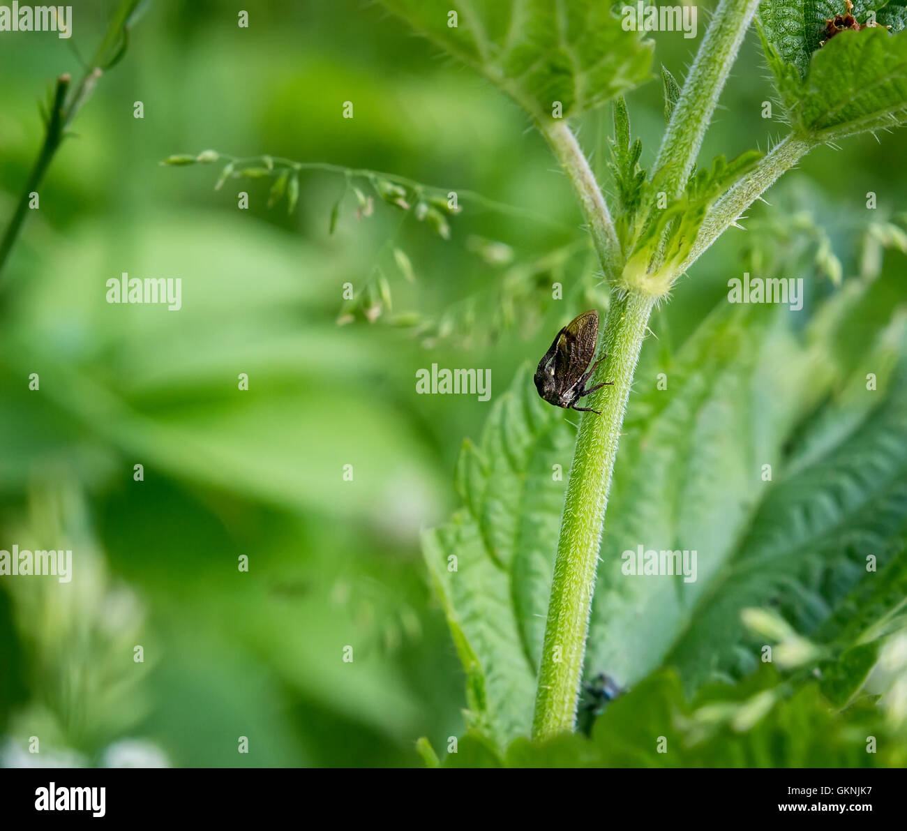 Horn tree hopper hi-res stock photography and images - Alamy