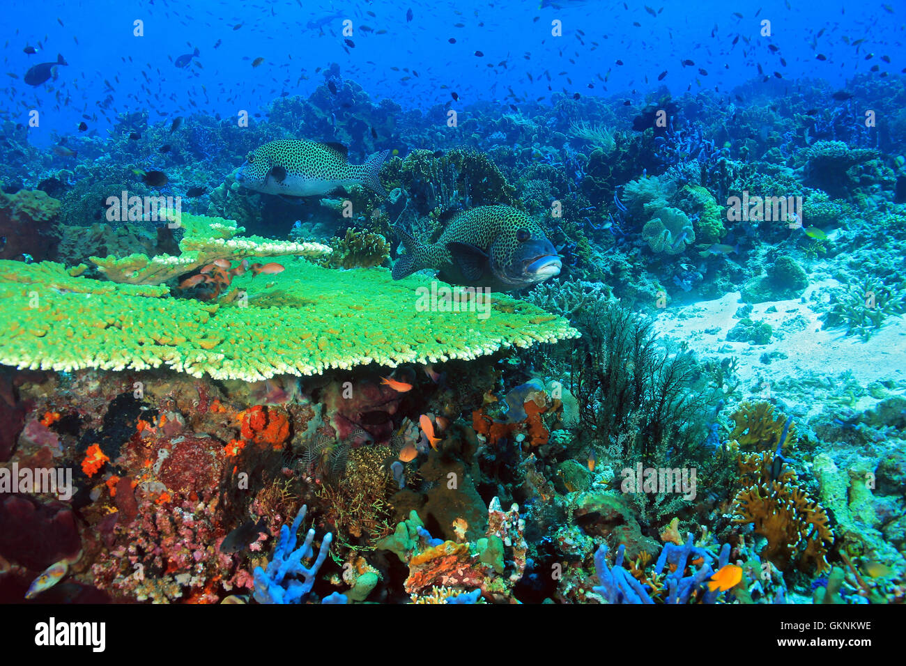 The Pristine and Colorful Coral Reefs of Komodo, Indonesia Stock Photo ...
