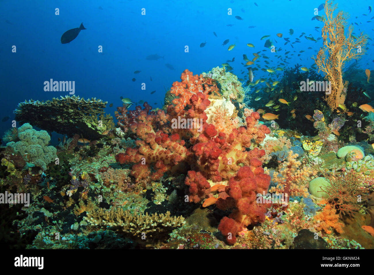 Colorful Coral Reef against Blue Water. Dampier Strait, Raja Ampat ...