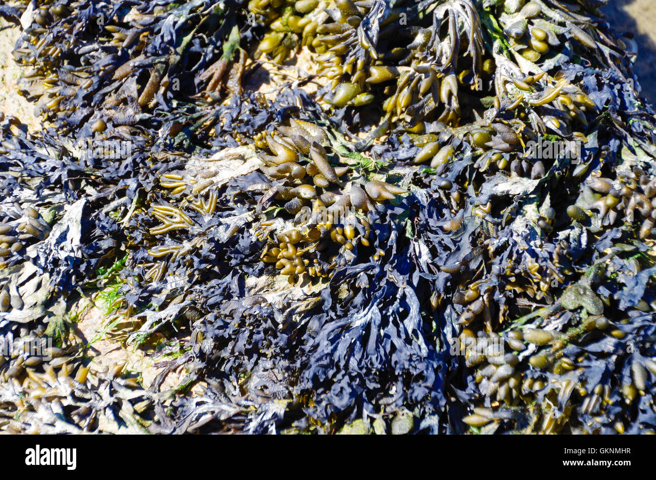 Blue and green seaweed on a dry beach during the low tide in Deauville ...