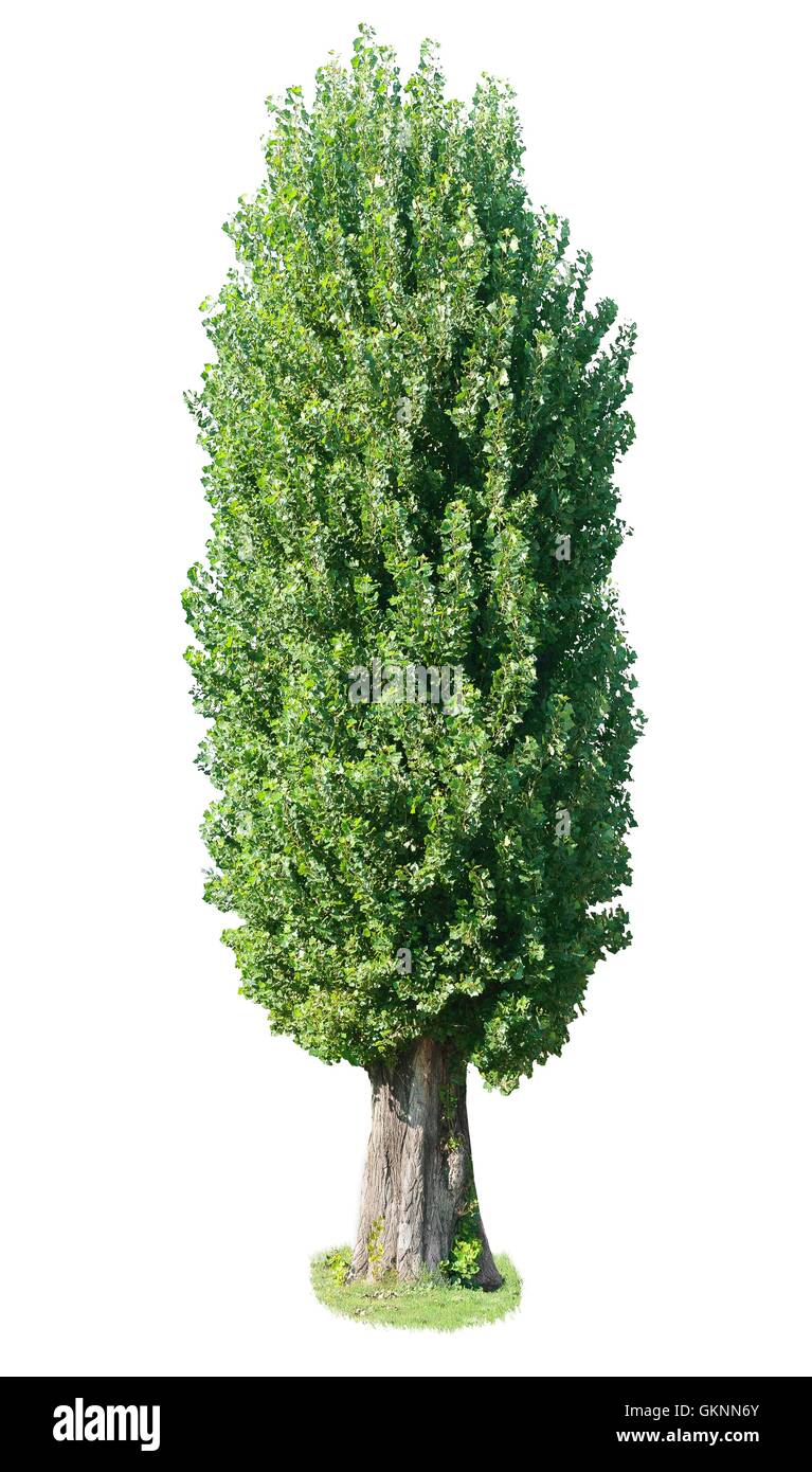 One poplar leaf Cut Out Stock Images & Pictures - Alamy