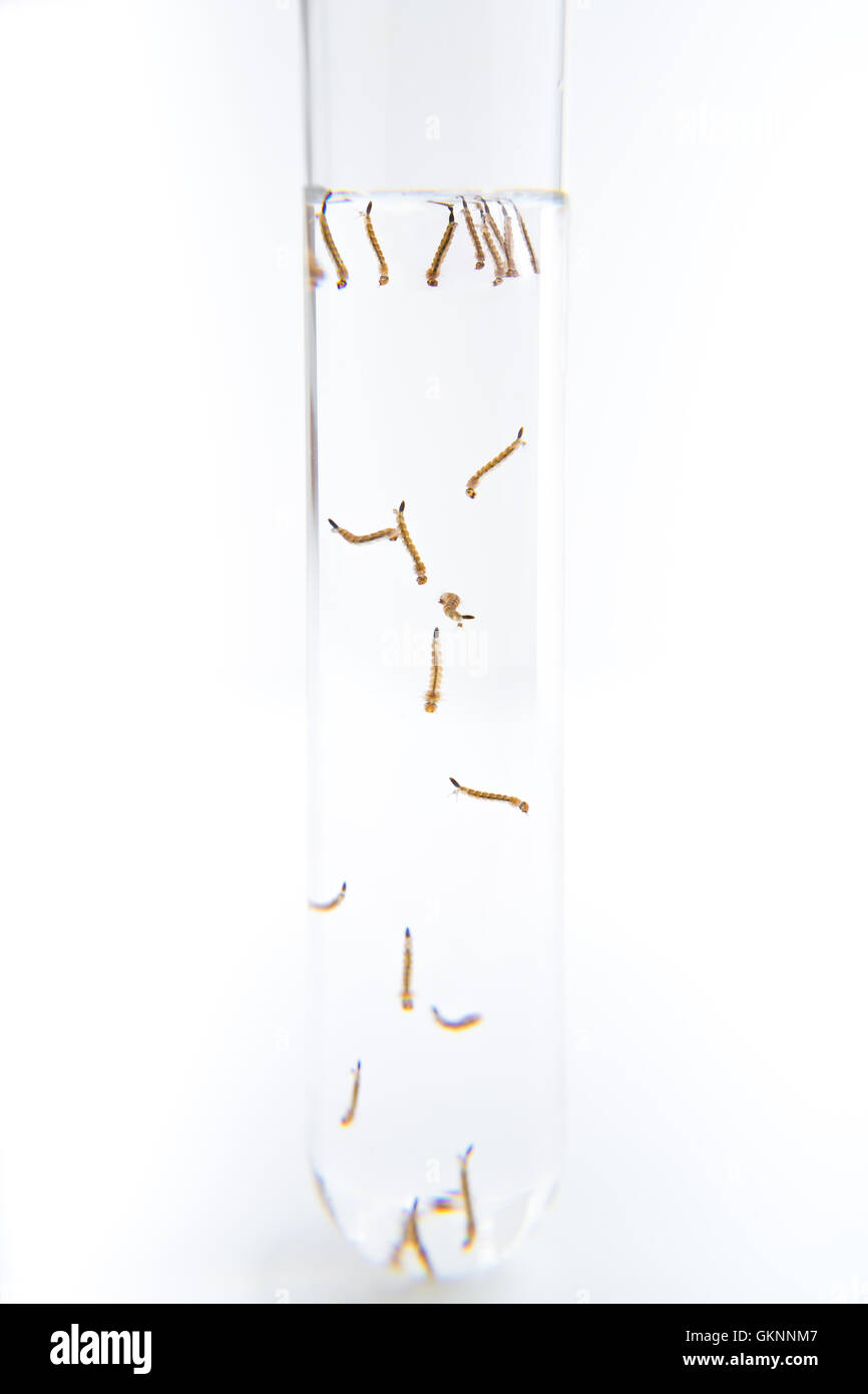 Mosquito larva in a scientific test tube filled with water ready for ...