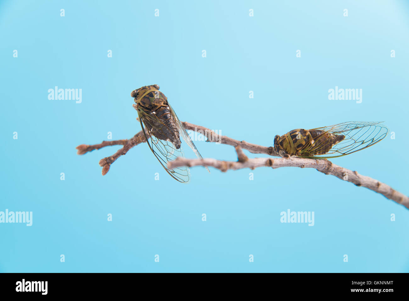 Two cicadas on a branch with blue sky behind Stock Photo - Alamy