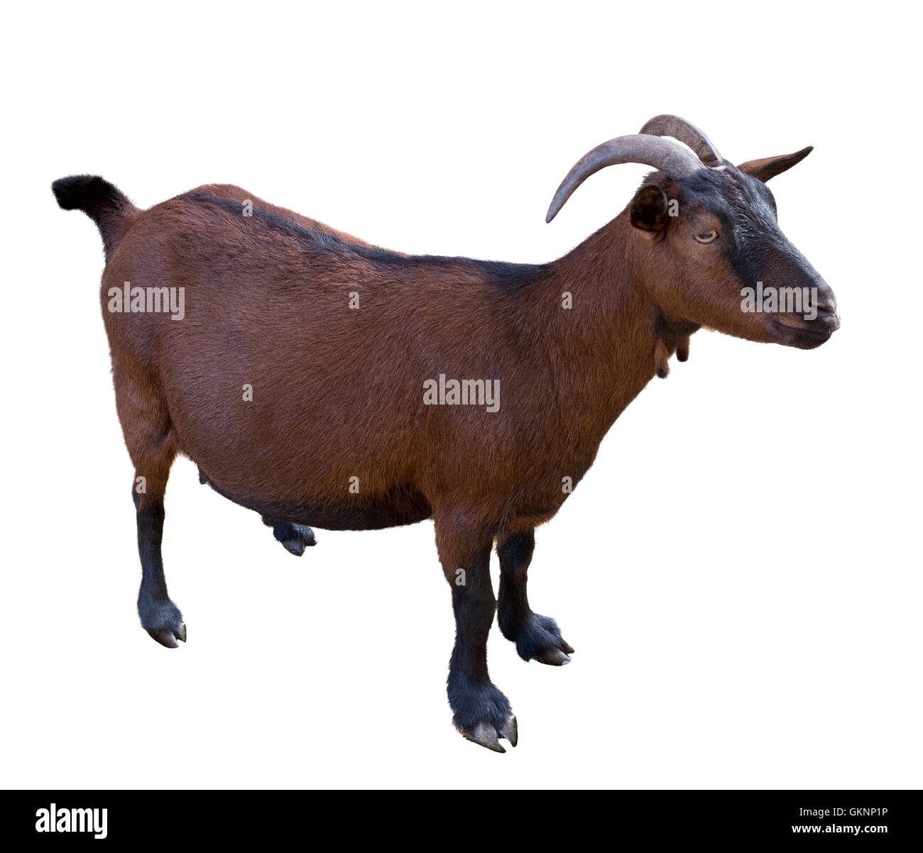 Rove goat hi-res stock photography and images - Alamy