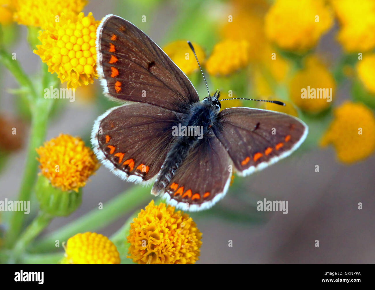 European Brown Argus butterfly (Aricia agestis, Plebeius agestis Stock ...